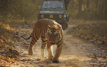 List of Top 20 Corbett Tour Packages By Joy My Trip